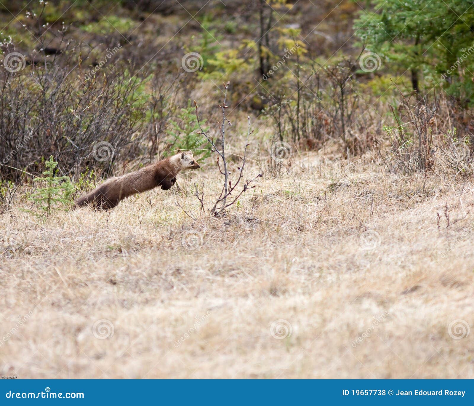 Weasel stock photo. Image of mammal, canada, ecosystem - 19657738