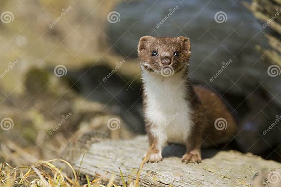 Weasel stock photo. Image of predator, mammal, wild, nature - 20541294