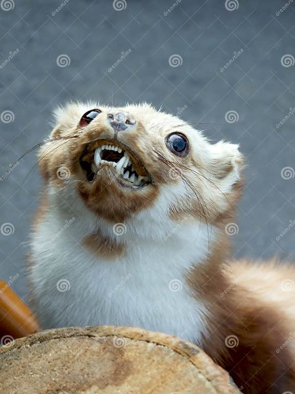 Weasel stock photo. Image of mammal, stuffed, teeth, furry - 27206716