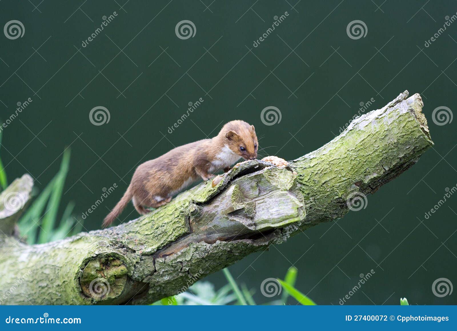 Weasel stock photo. Image of conservation, nivalis, spring - 27400072