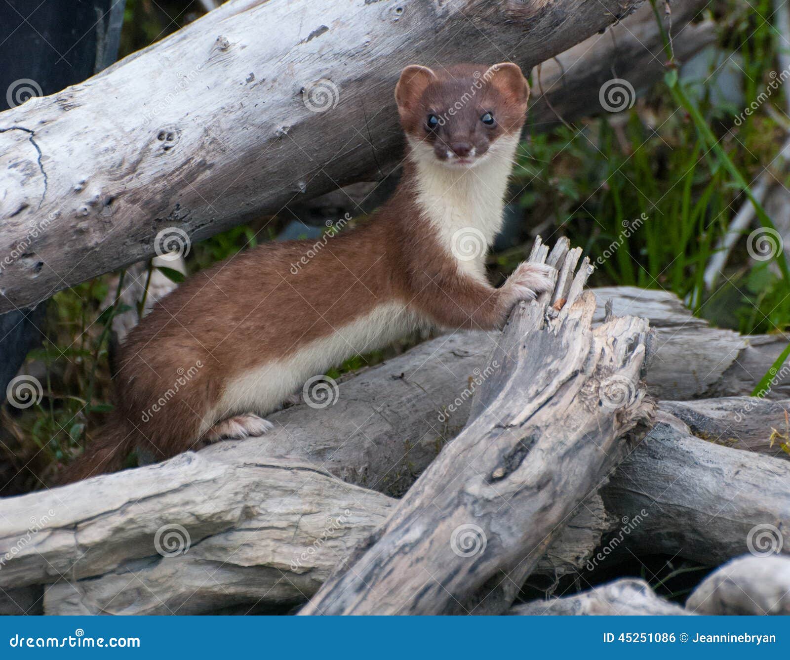 Weasel stock foto. Image of dier, wild, nave, buiten - 45251086