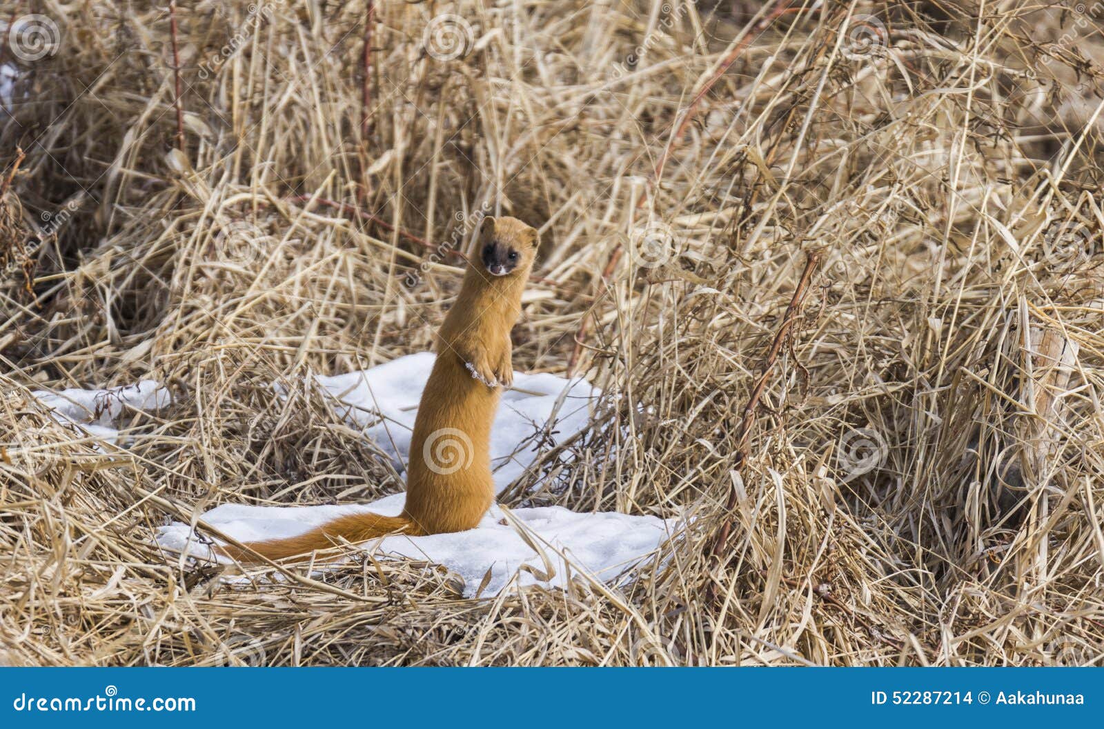 Weasel fotografia stock. Immagine di tessitura, prateria - 52287214
