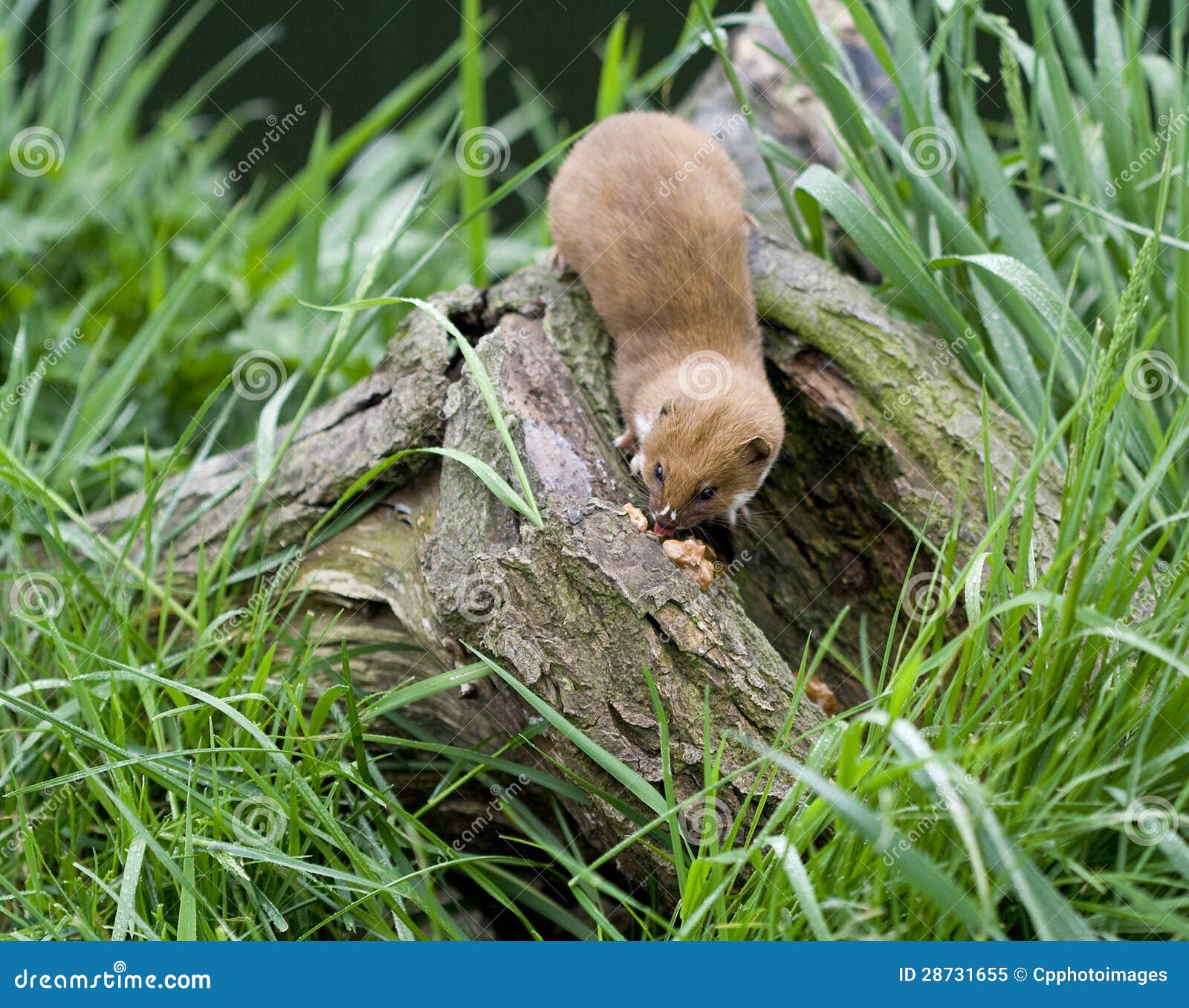 Weasel on a branch stock image. Image of coat, orange - 28731655