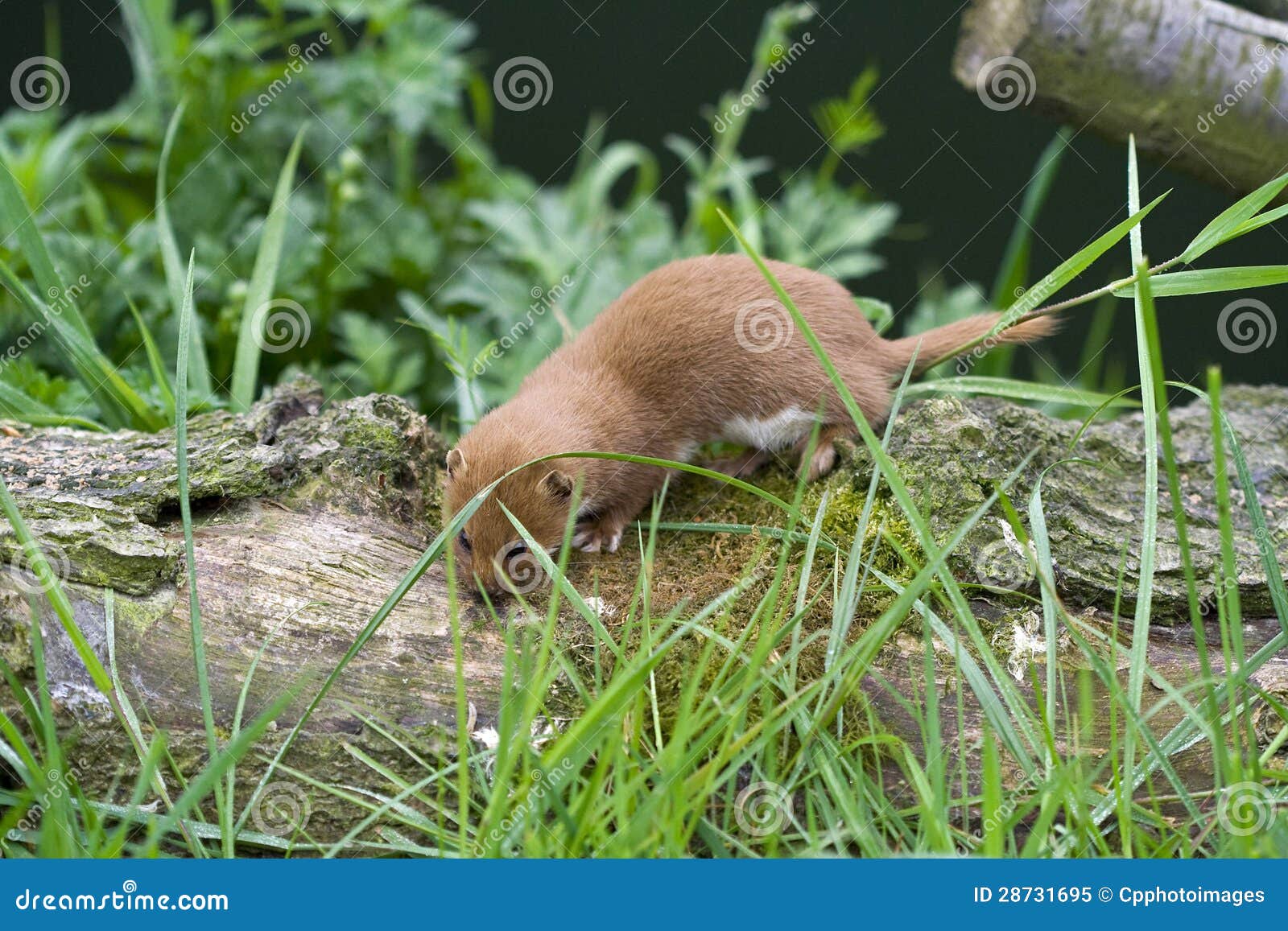 279 Weasel Eating Stock Photos - Free & Royalty-Free Stock Photos from ...