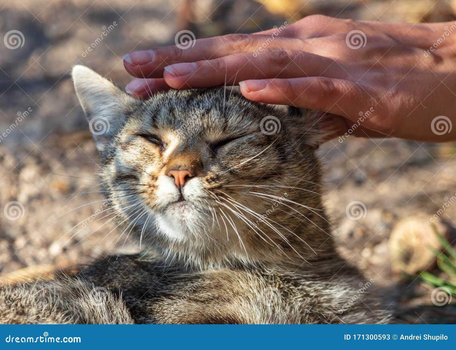 Weasel cat hand in nature stock image. Image of pretty - 171300593