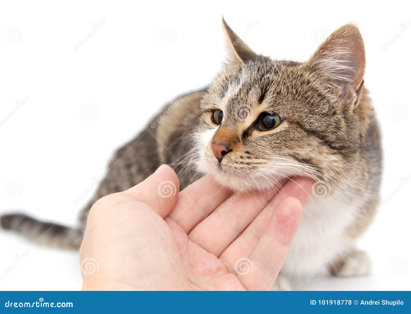 Weasel Cat on a White Background Stock Photo - Image of fluffy, animal ...