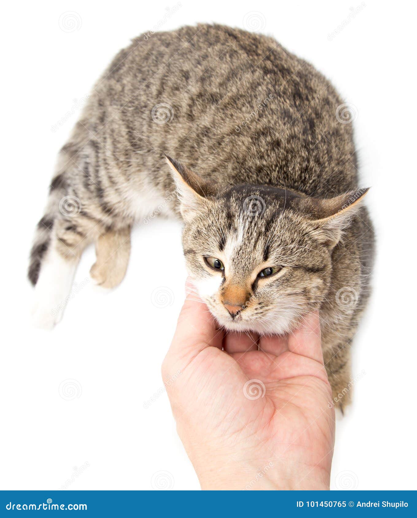 Weasel Cat on a White Background Stock Image - Image of friendly ...