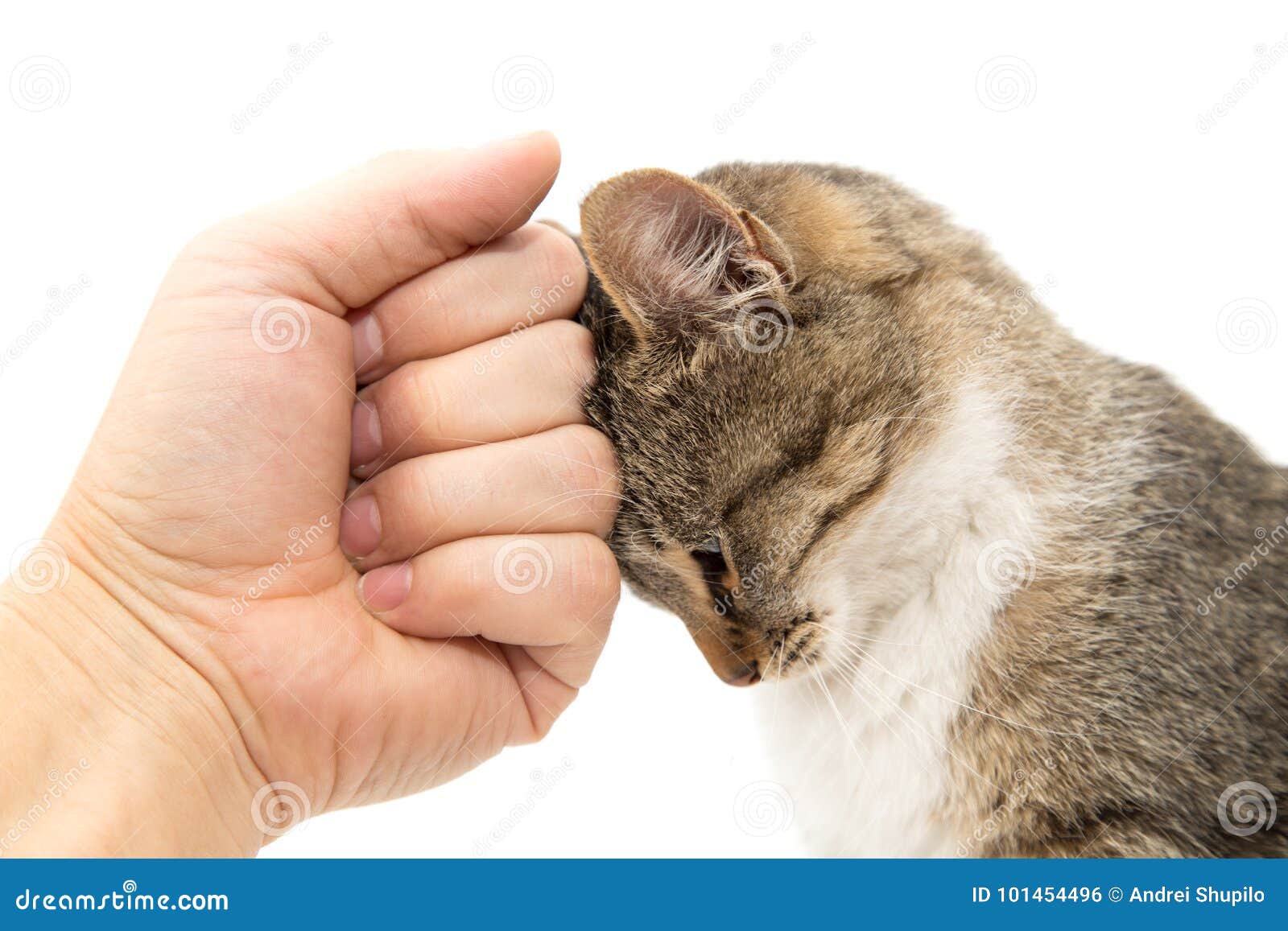 Weasel Cat on a White Background Stock Photo - Image of cute, head ...