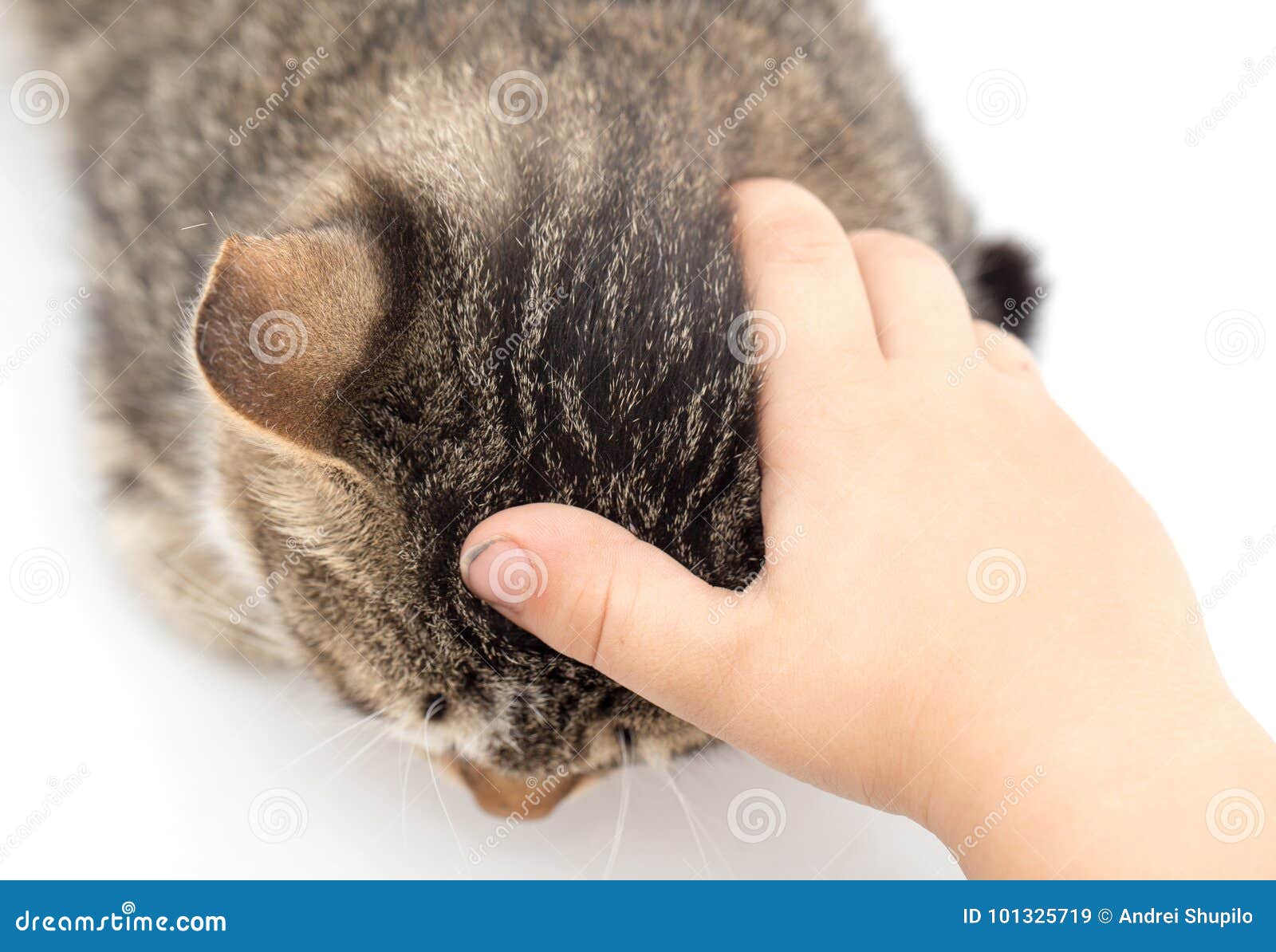Weasel Cat on a White Background Stock Image - Image of closeup ...