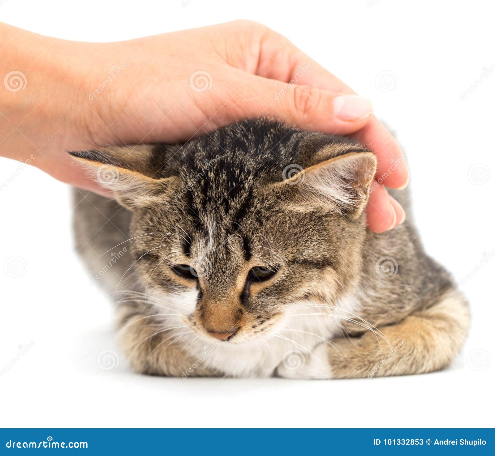 Weasel Cat on a White Background Stock Image - Image of hand, isolated ...