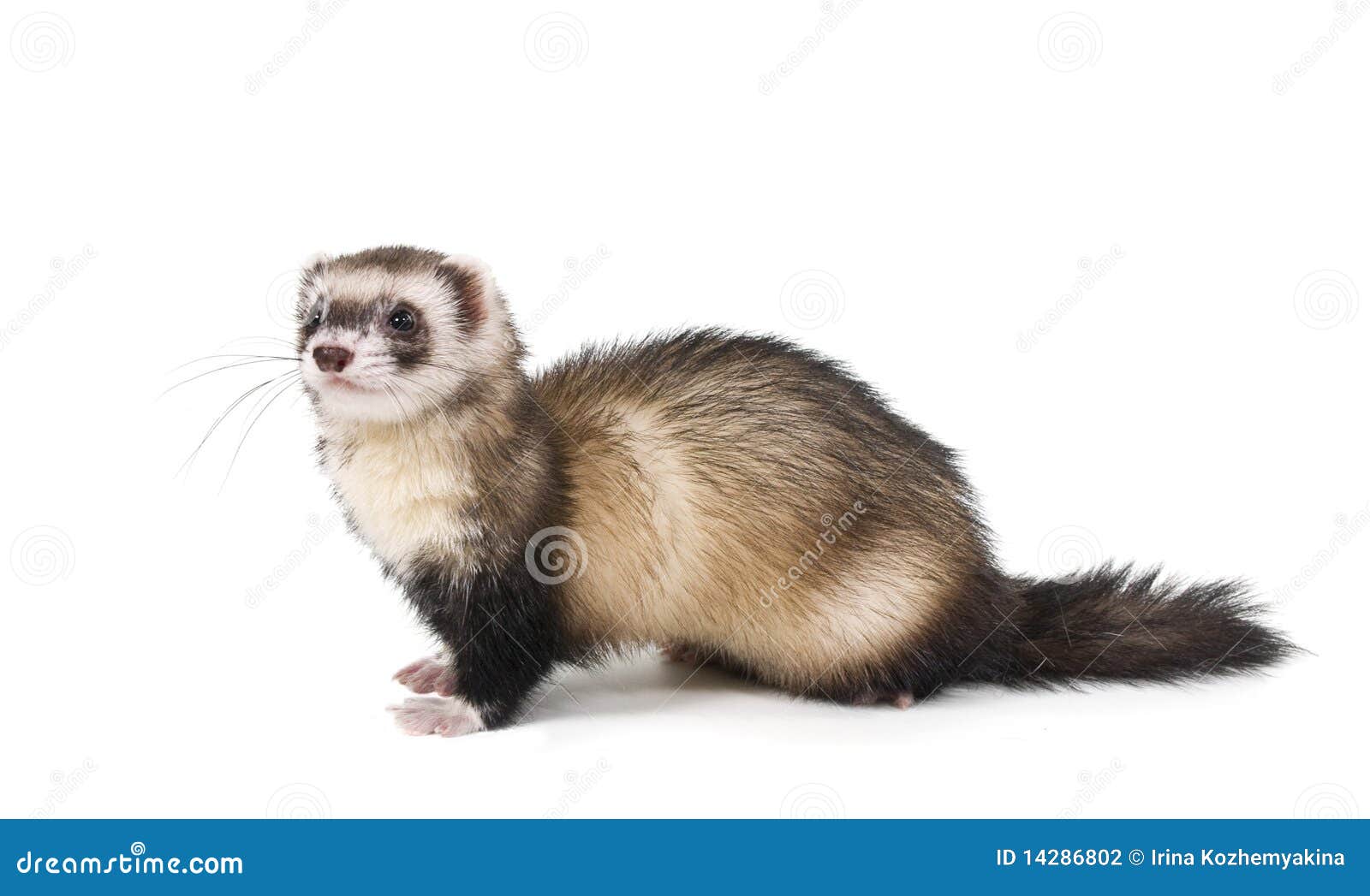 Weasel Color Steel Mitt on a White Background Stock Photo - Image of ...