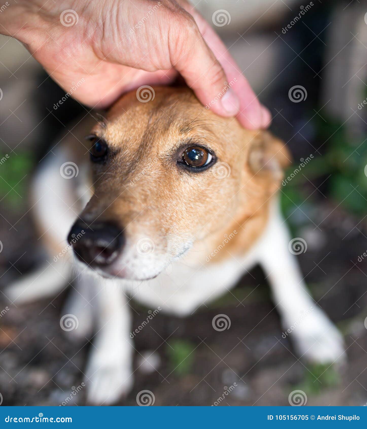 Weasel dog hand on nature stock image. Image of leisure - 105156705
