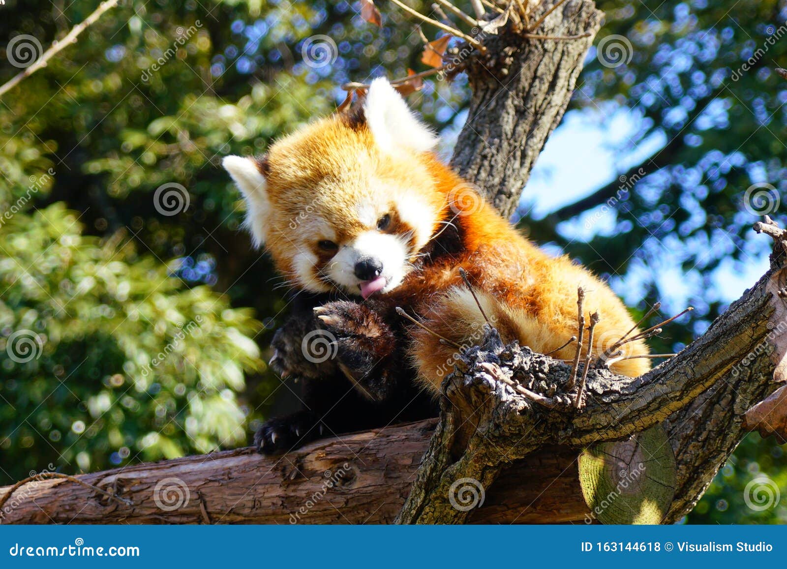 A Weasel is Eating Fruit on a Tree Trunk Stock Photo - Image of cute ...
