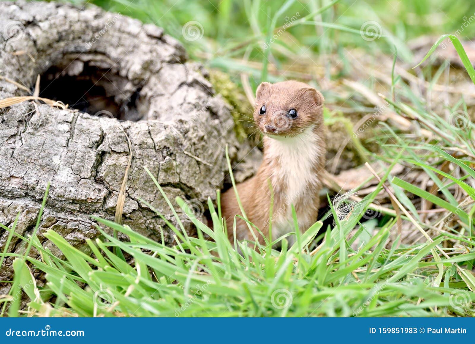 Weasel stock image. Image of small, golden, europe, weasel - 159851983