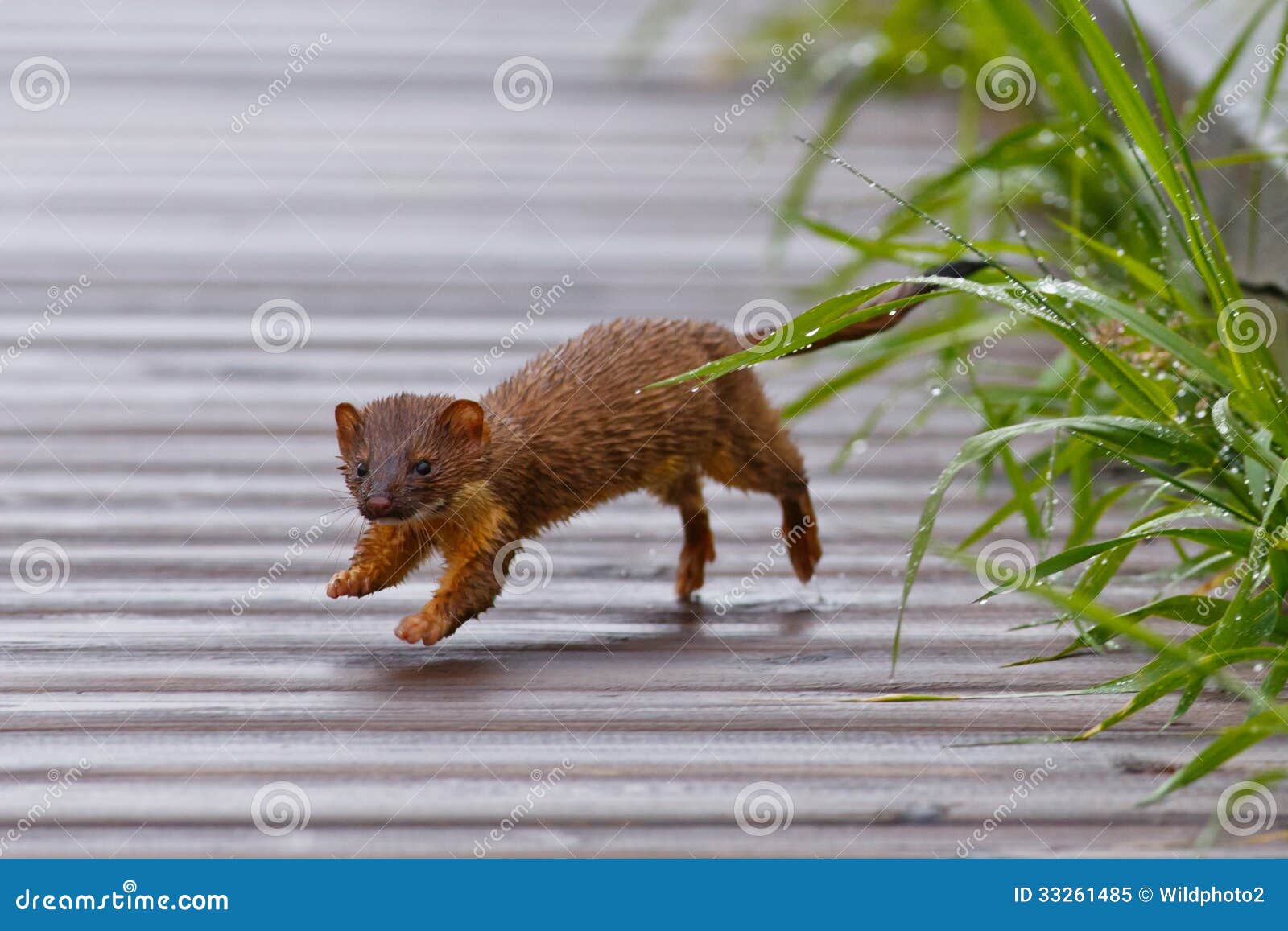 Weasel on the go stock image. Image of furry, moving - 33261485