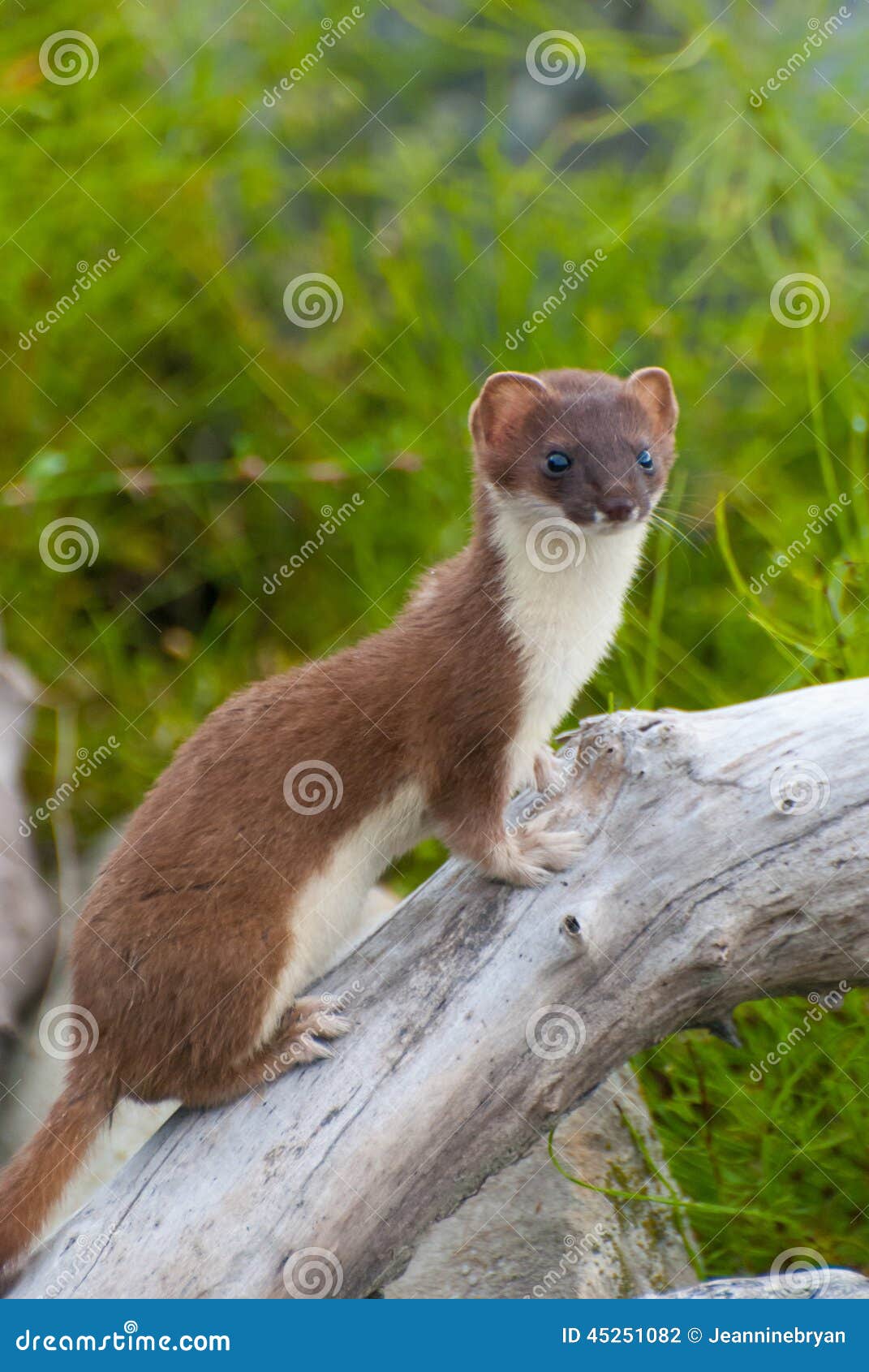 Weasel stock photo. Image of nivalis, outdoors, mustela - 45251082