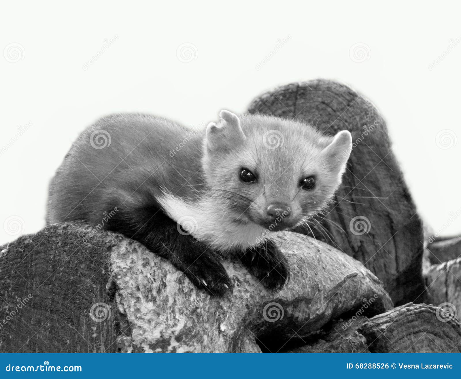 Weasel Looking at the Camera Isolated on White Stock Photo - Image of ...