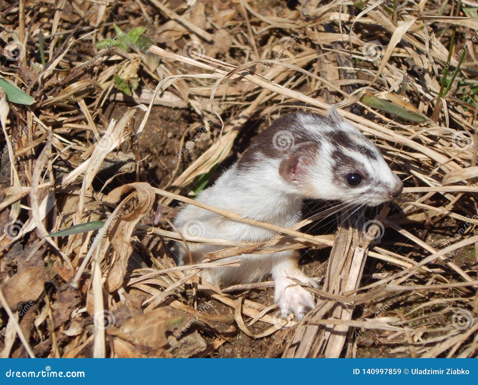 Weasel Looks Out of the Burrow. Minsk District, Belarus Stock Image ...