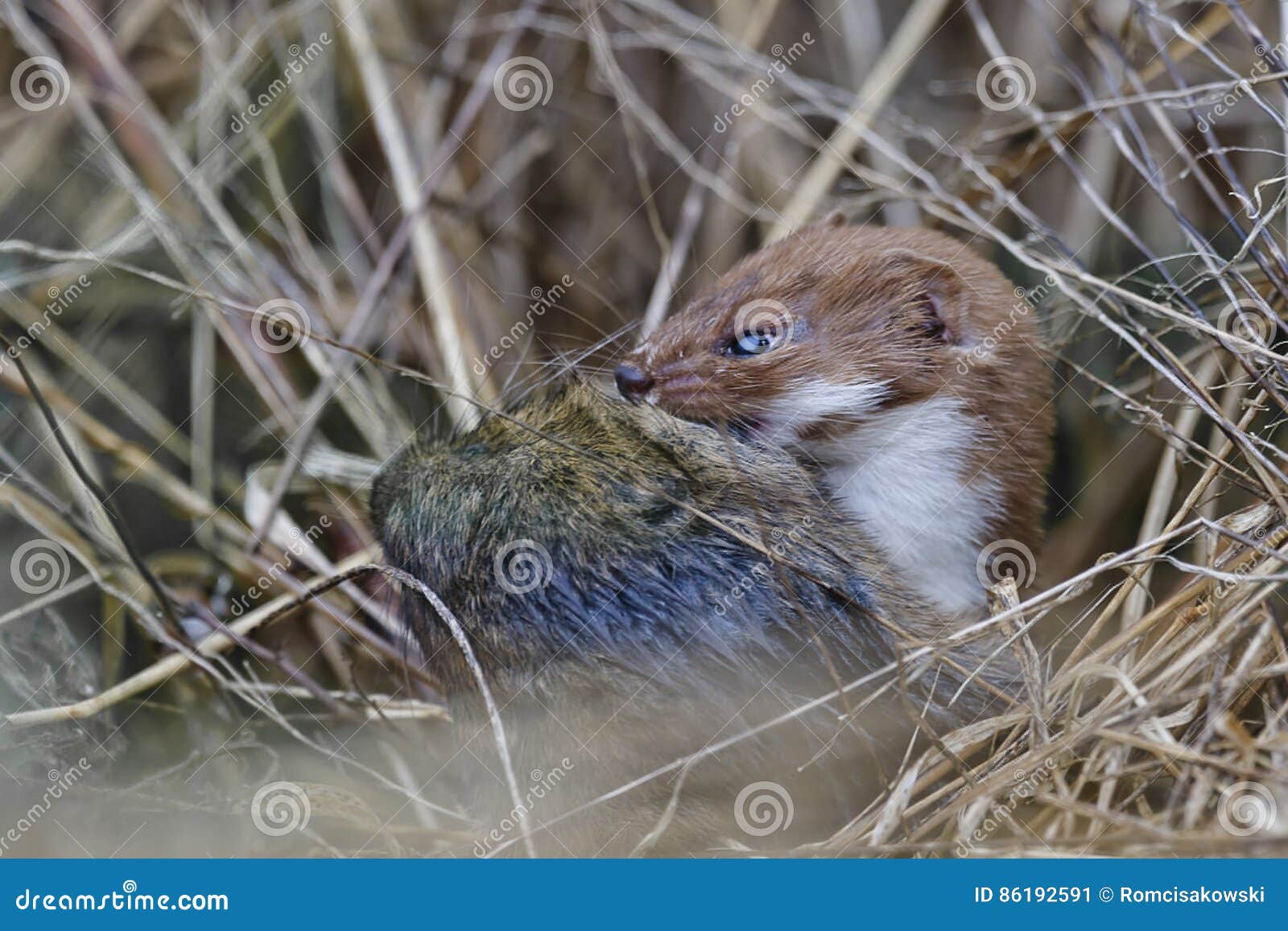 Weasel Mustela Nivalis Killing Big Rat Stock Image - Image of comadreja ...
