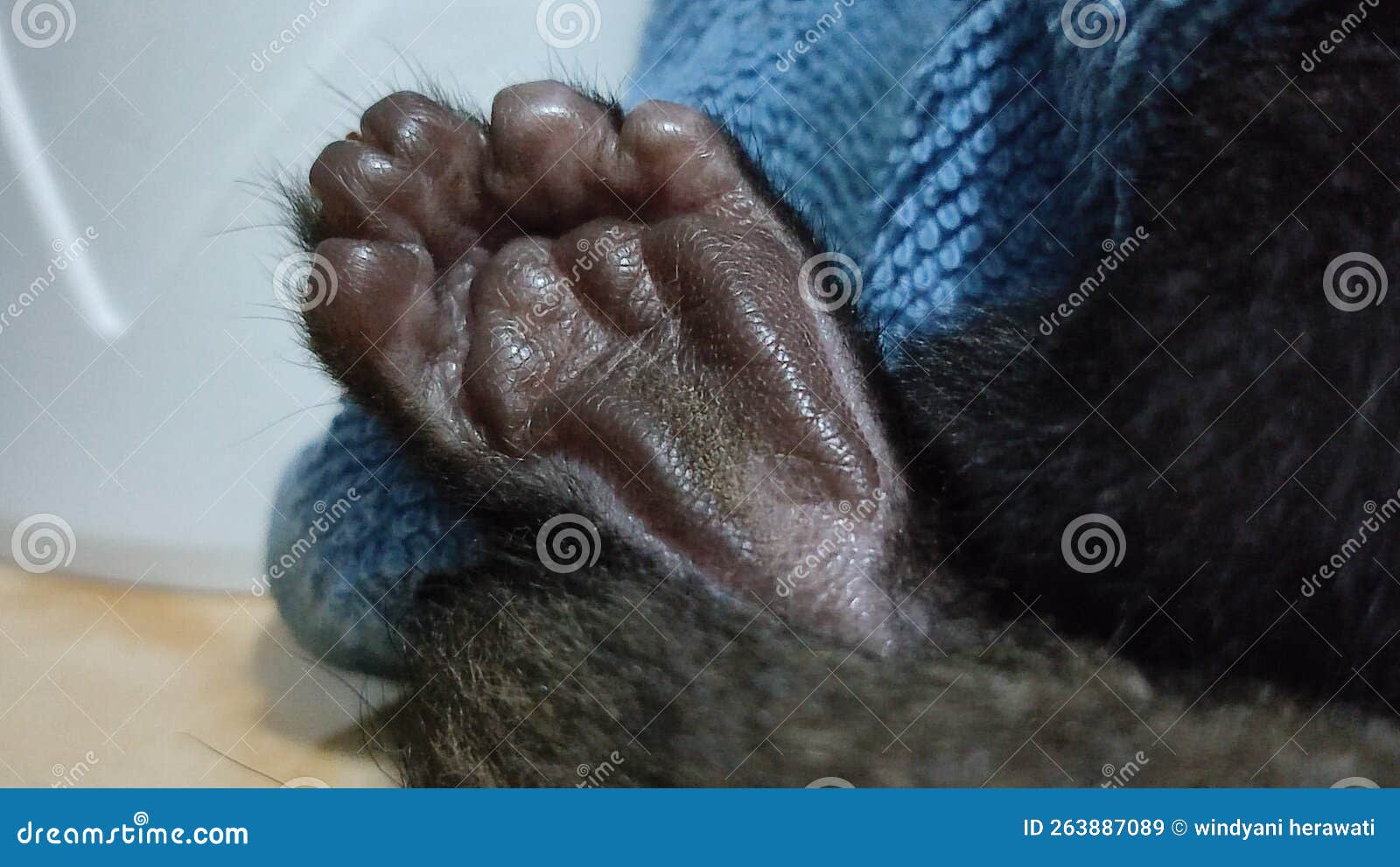 Weasel paw close-up stock image. Image of skin, weasel - 263887089