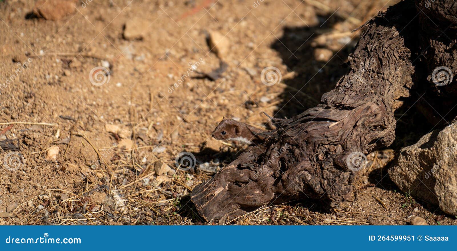 Weasel Peeking Out of the Trunk with Curiosity Stock Image - Image of ...