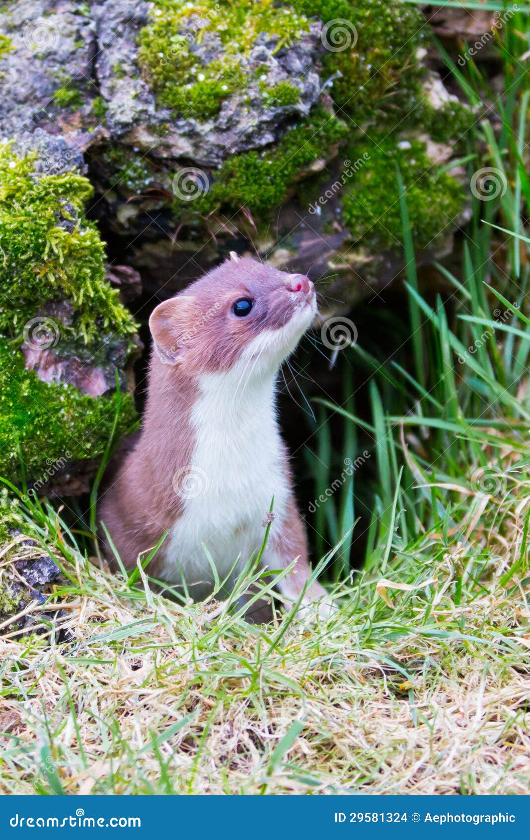 Weasel Peering Out of His Hole Stock Photo - Image of shorttailed ...