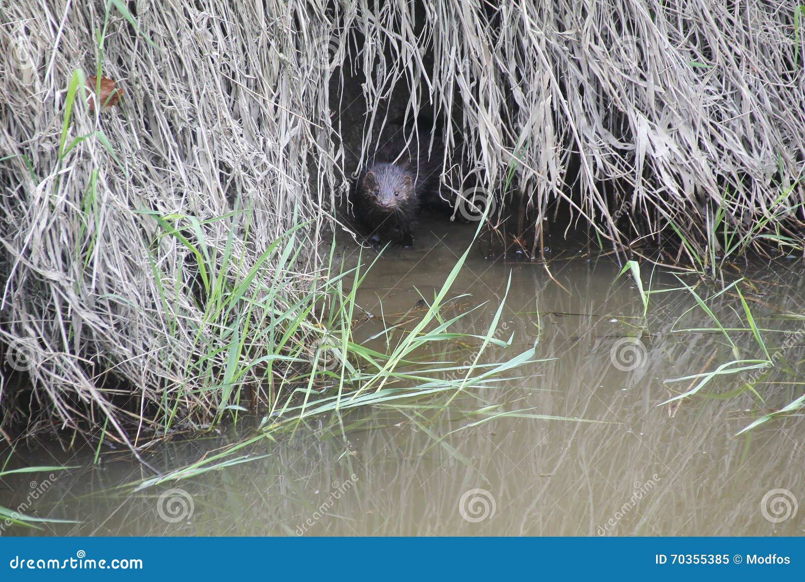 Weasel Peers from Its Den stock image. Image of head - 70355385