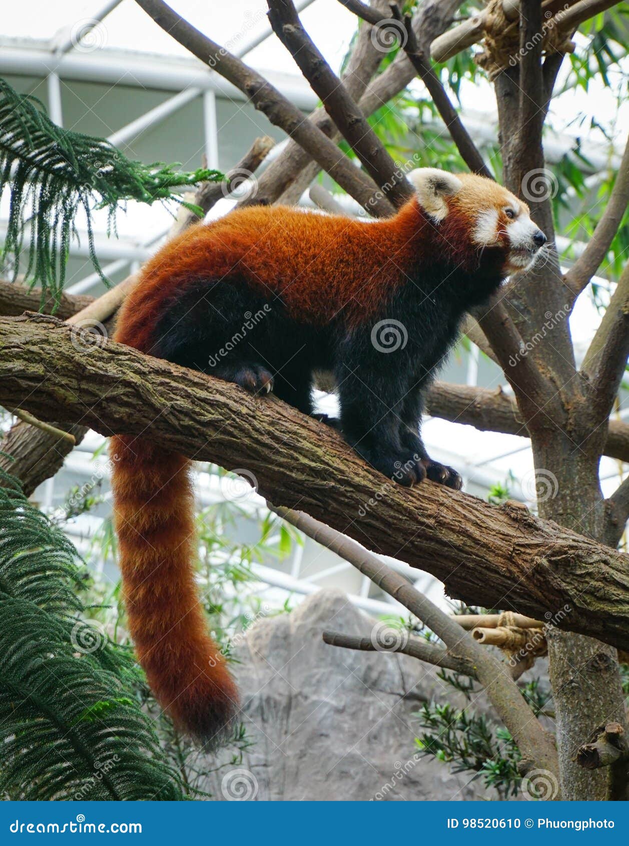 A Weasel Playing on a Tree in the Zoo Stock Photo - Image of beech ...