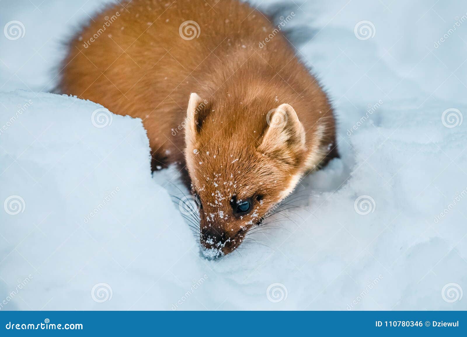 Weasel Sitting at Snow Field, Mustela Nivalis Stock Photo - Image of ...