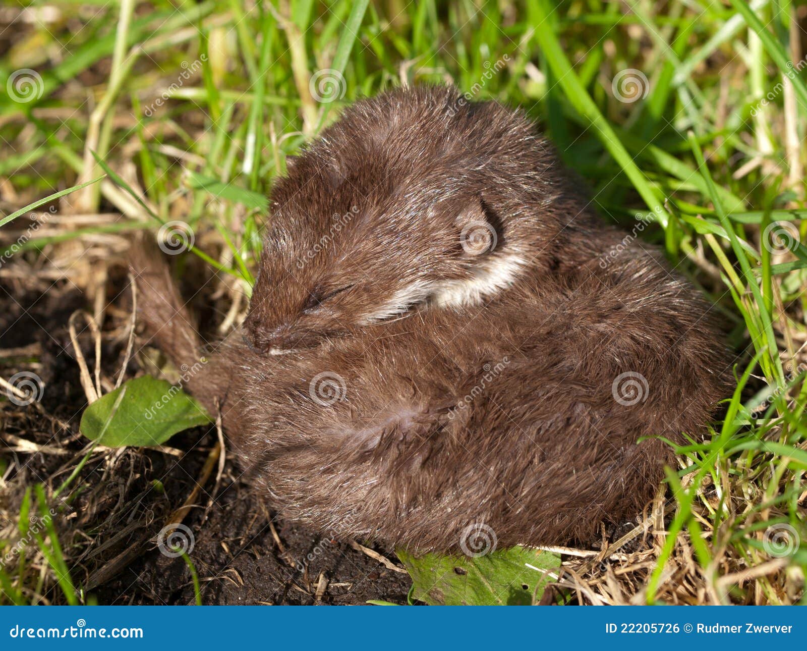 Weasel sleeping stock photo. Image of nature, mammal - 22205726