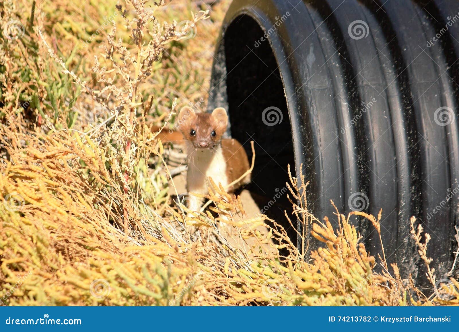 Weasel stock photo. Image of mammal, short, minks, small - 74213782