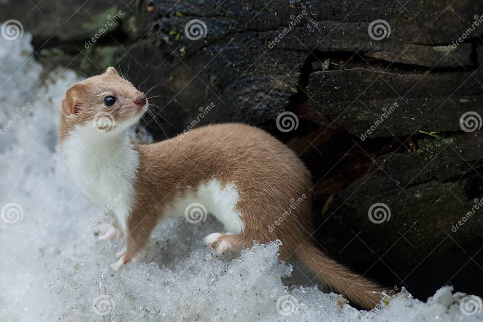 Weasel in the snow stock photo. Image of brown, green - 18523140