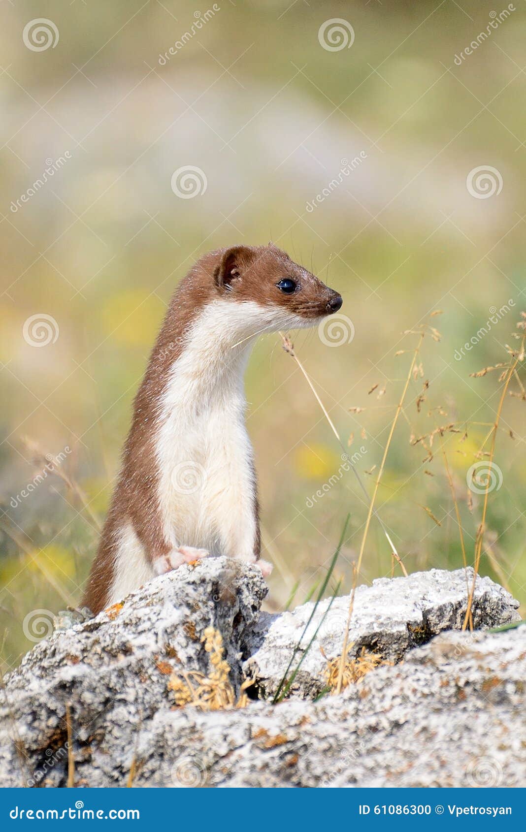Weasel stock photo. Image of wild, animal, nature, weasel - 61086300