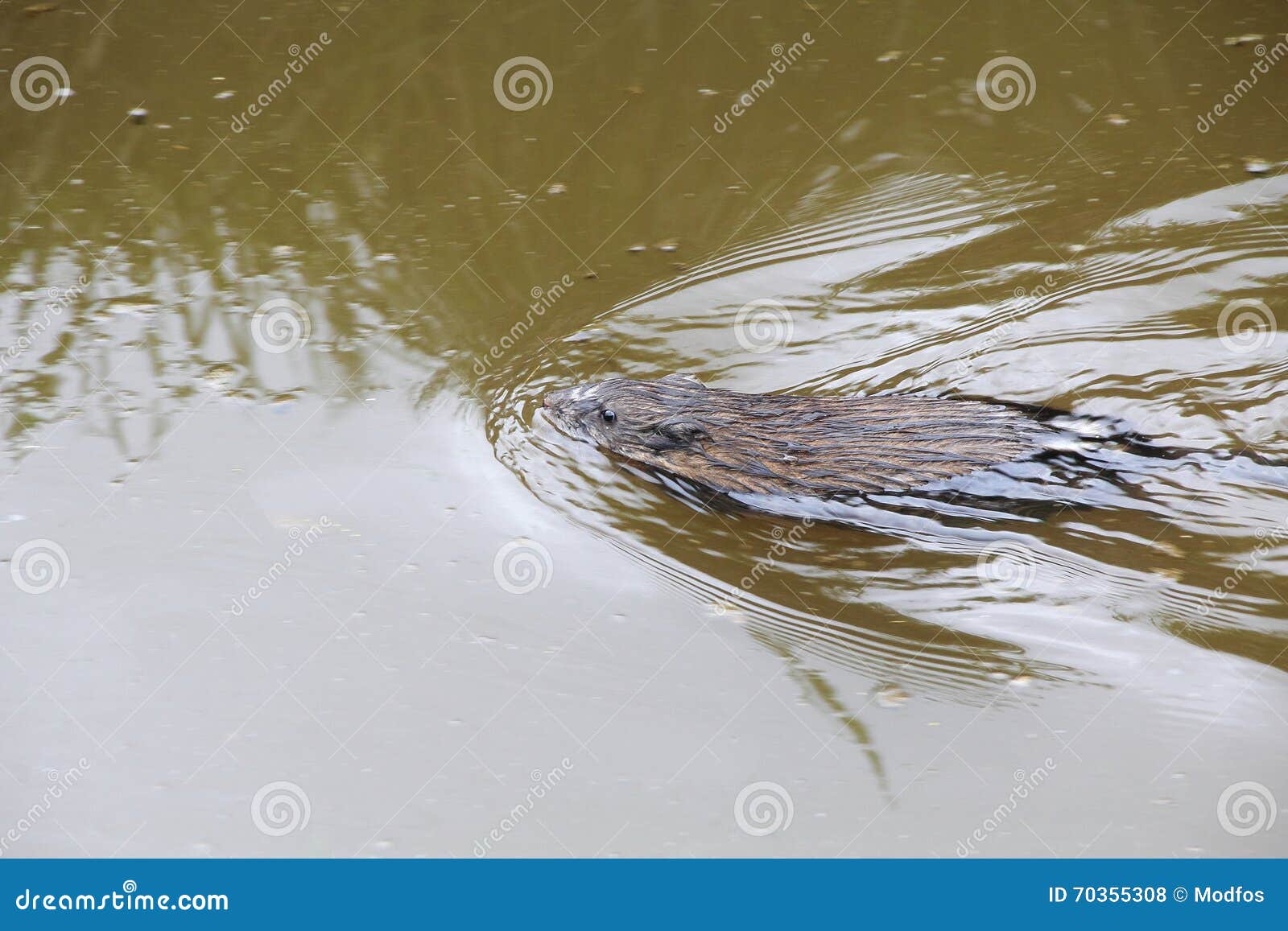 Weasel Swimming in Water stock photo. Image of water - 70355308