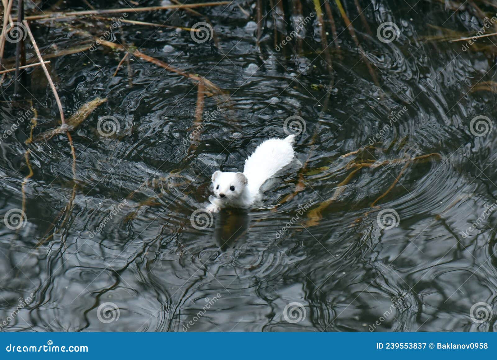 Floating weasel stock image. Image of nature, reflection - 239553837