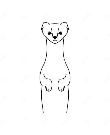Weasel Symbol Icon. Ermine Sign Stock Vector - Illustration of ermine ...
