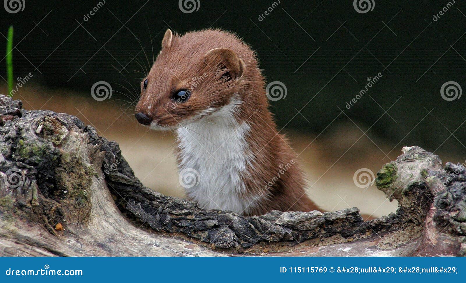 Weasel stock image. Image of ears, hunting, brown, weasel - 115115769