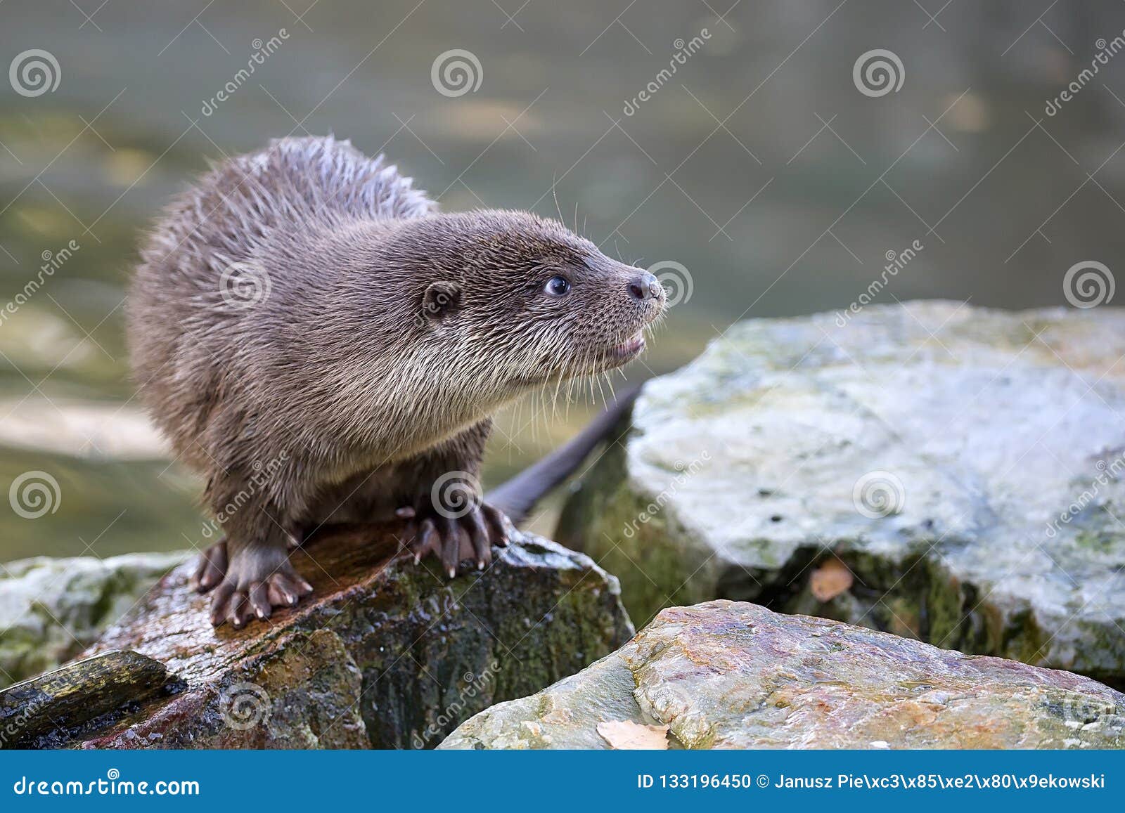 Weasel in the wild stock photo. Image of nature, water - 133196450