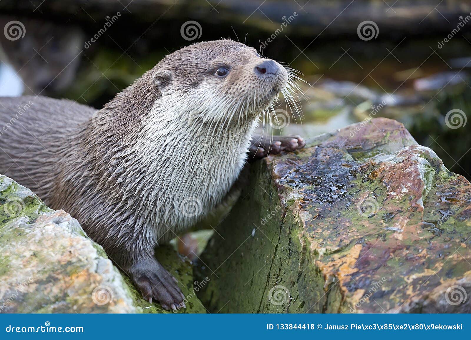 Weasel, a portrait stock photo. Image of water, weasel - 133844418