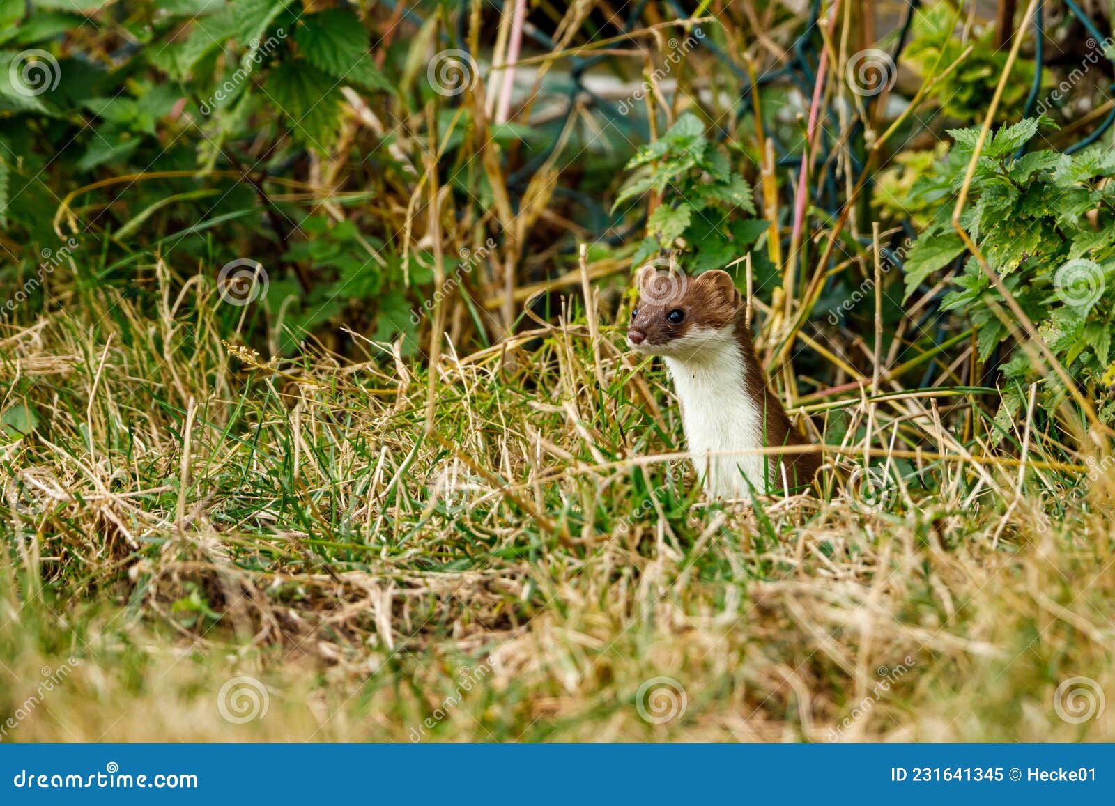 Weasel in the wildlife stock image. Image of furry, adorable - 231641345