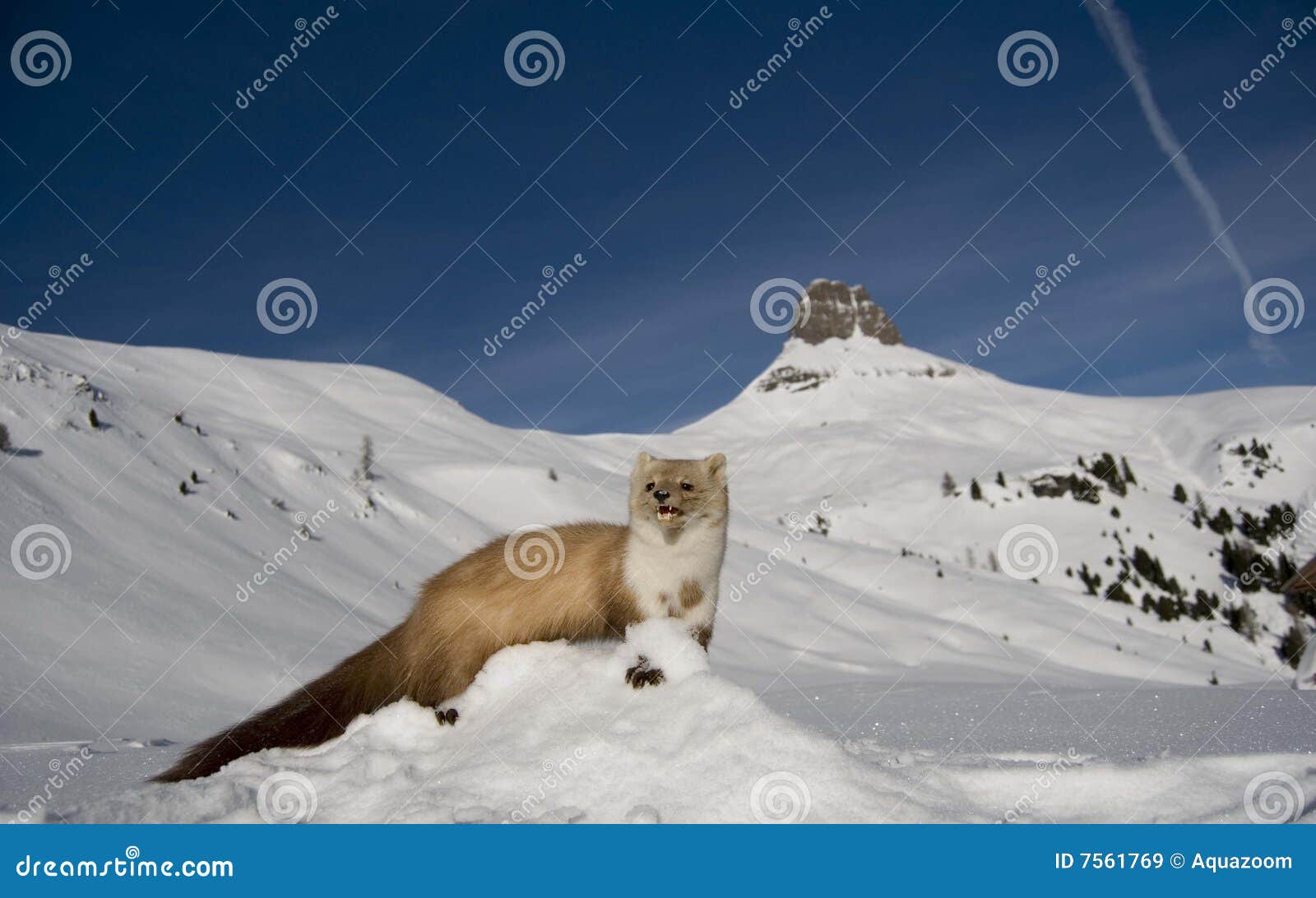 Weasel in Winter Mountain Snow Stock Image - Image of weasel, mountain ...