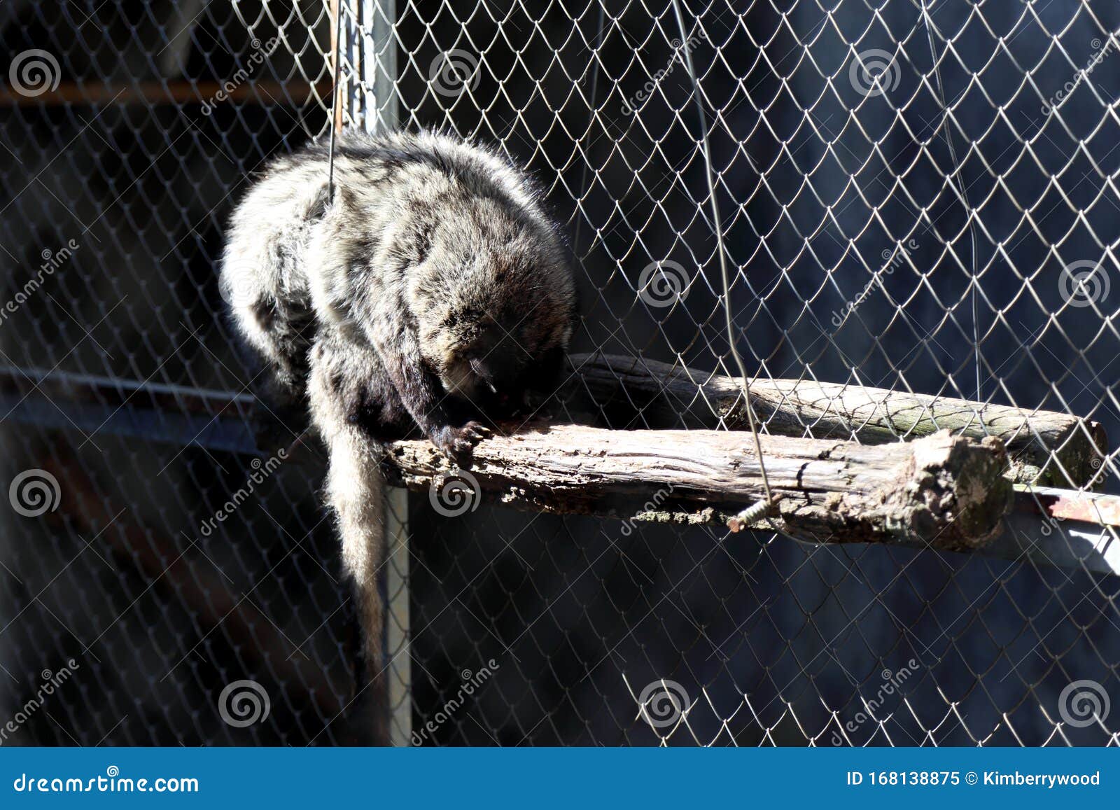 Weasel stock image. Image of park, germ, mink, sleeping - 168138875