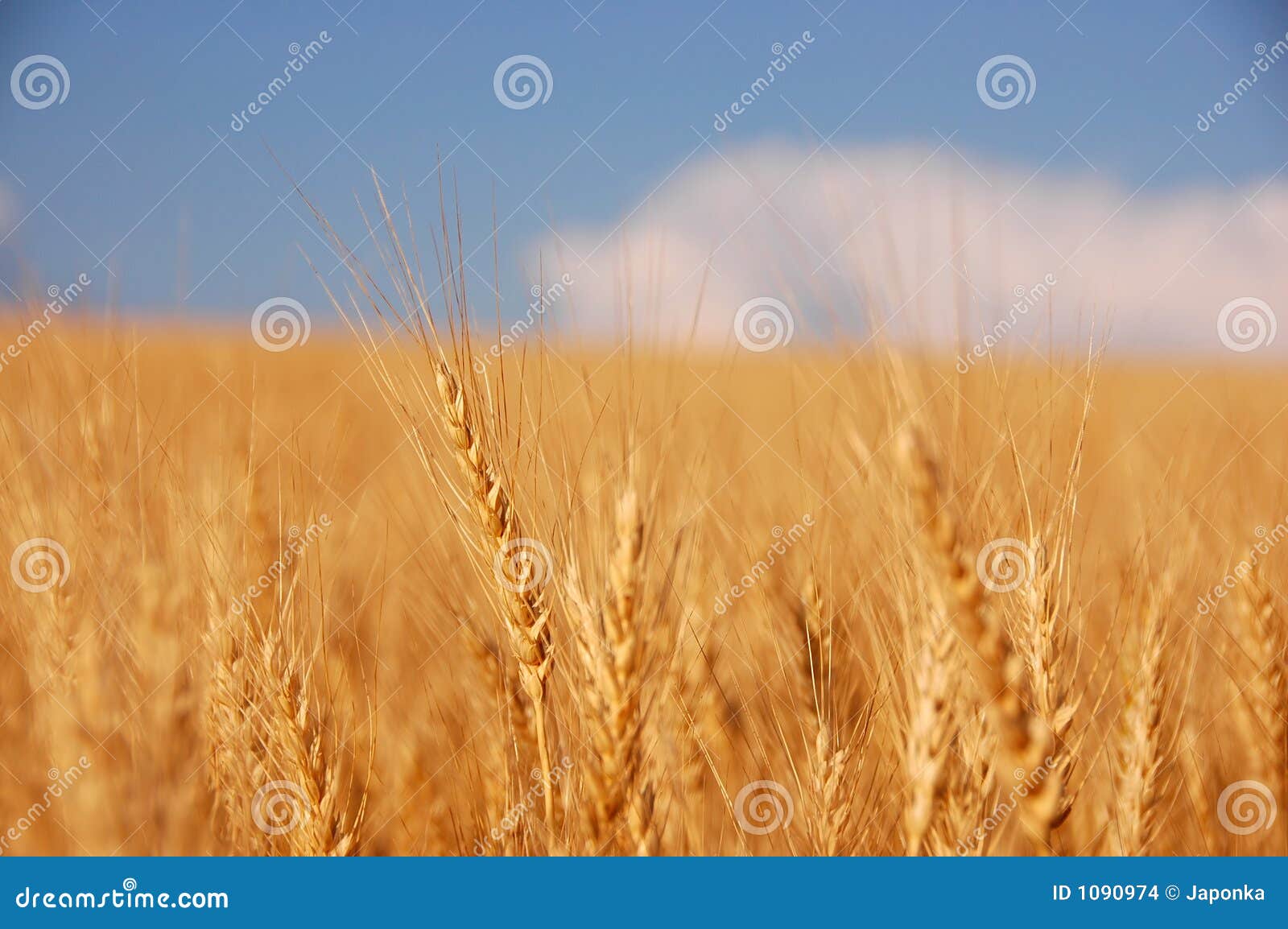 The weat stock photo. Image of blue, plant, golden, agricultural - 1090974
