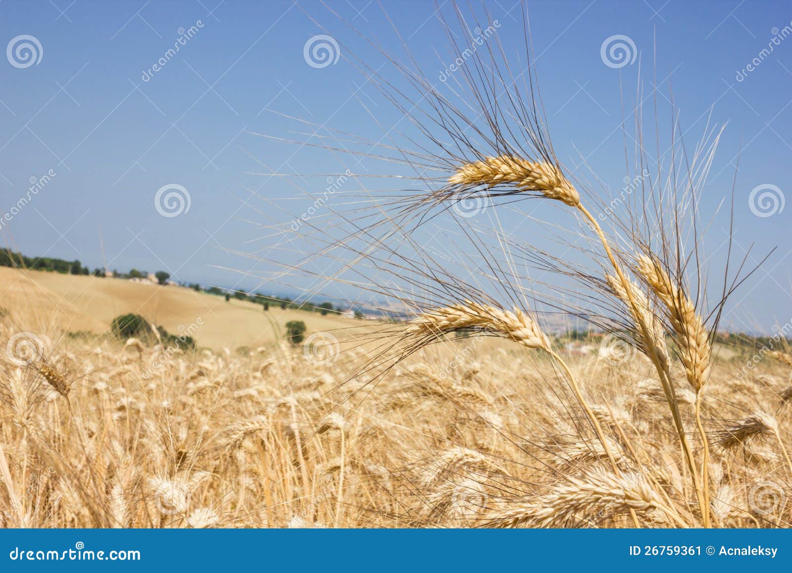 Weat stock image. Image of agriculture, growth, food - 26759361