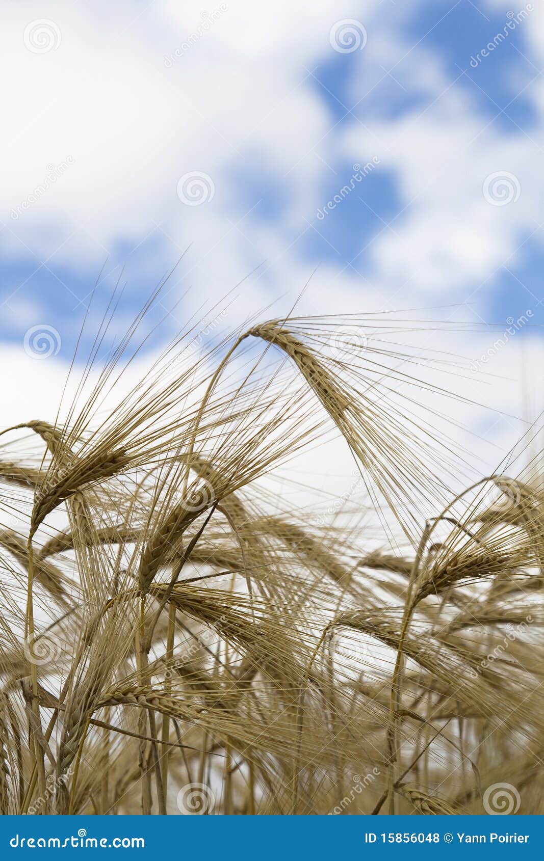 Weat field stock photo. Image of cloud, pure, agricultural - 15856048