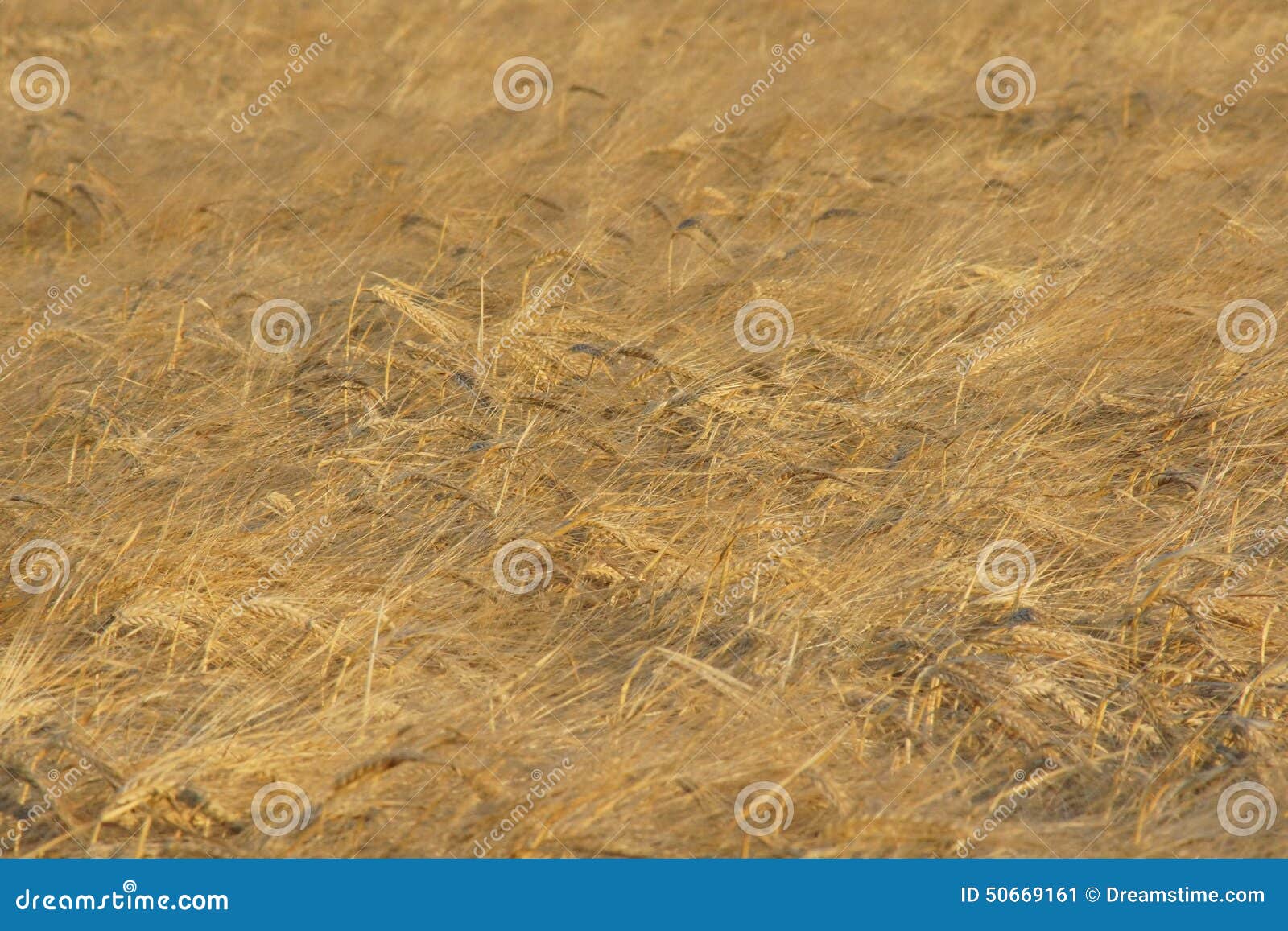 Weat Royalty-Free Stock Image | CartoonDealer.com #58220860