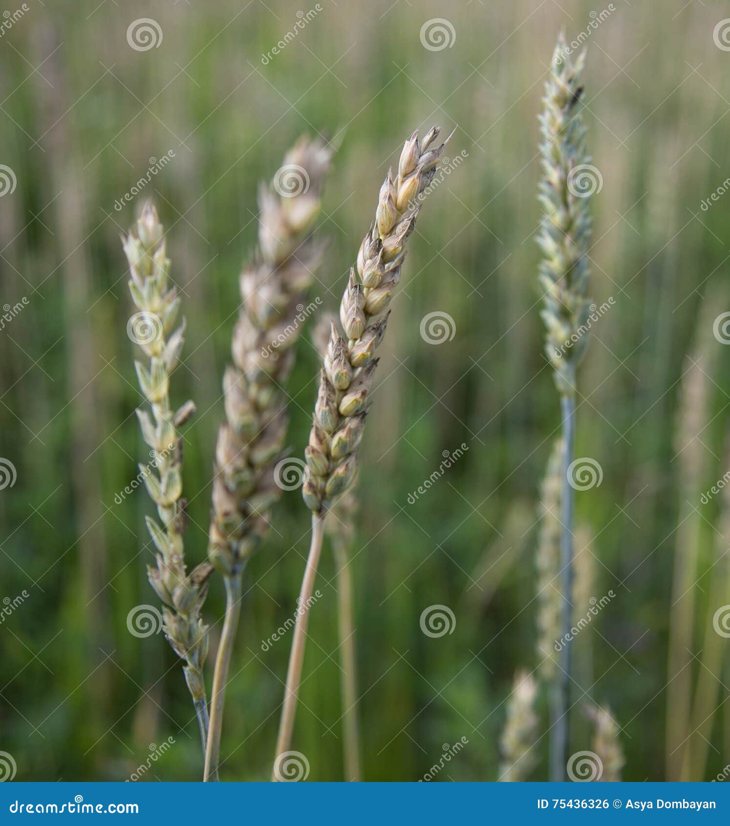 Weat Stock Photos - Download 1,144 Royalty Free Photos