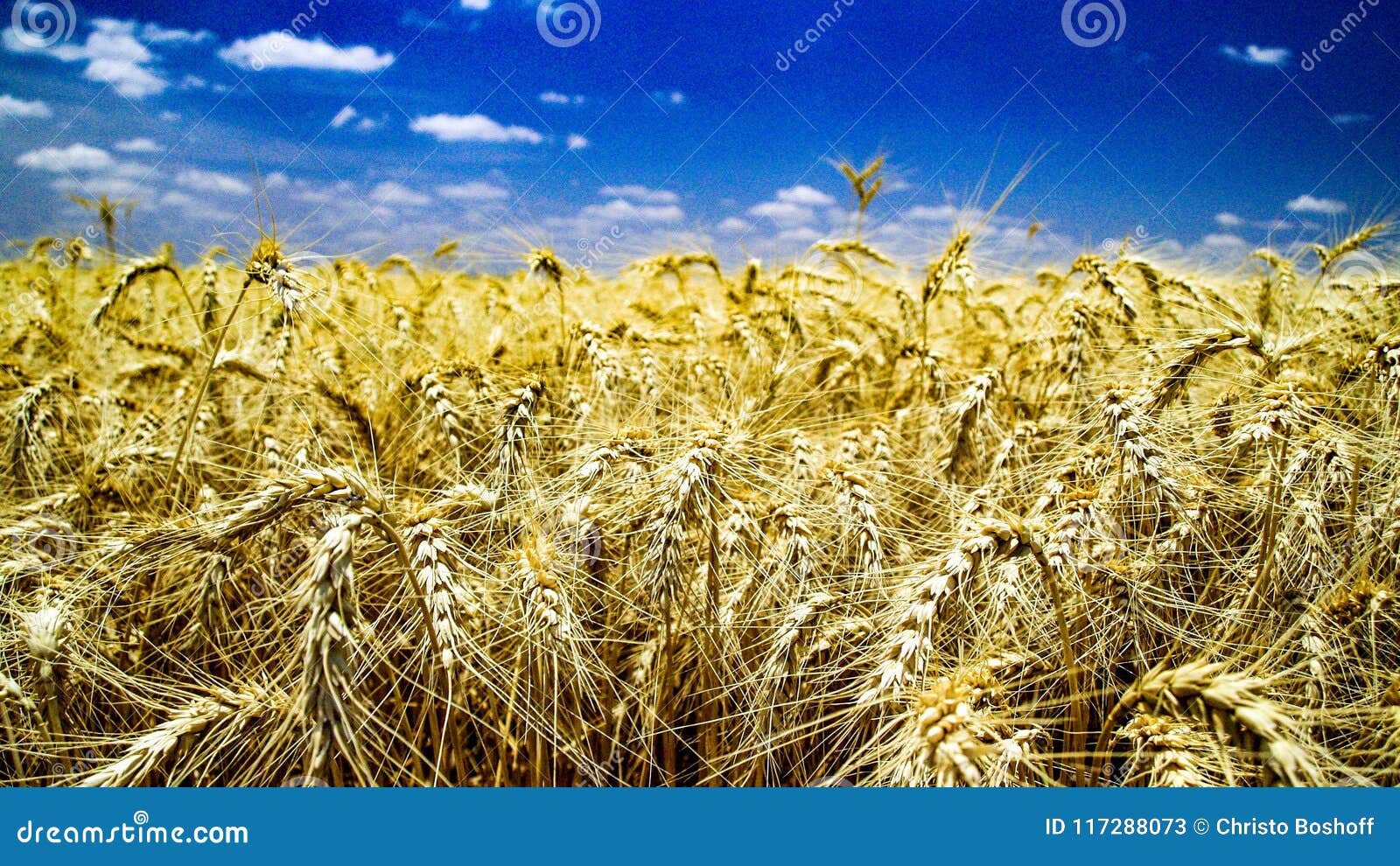 Weat field stock image. Image of weat, ready, field - 117288073