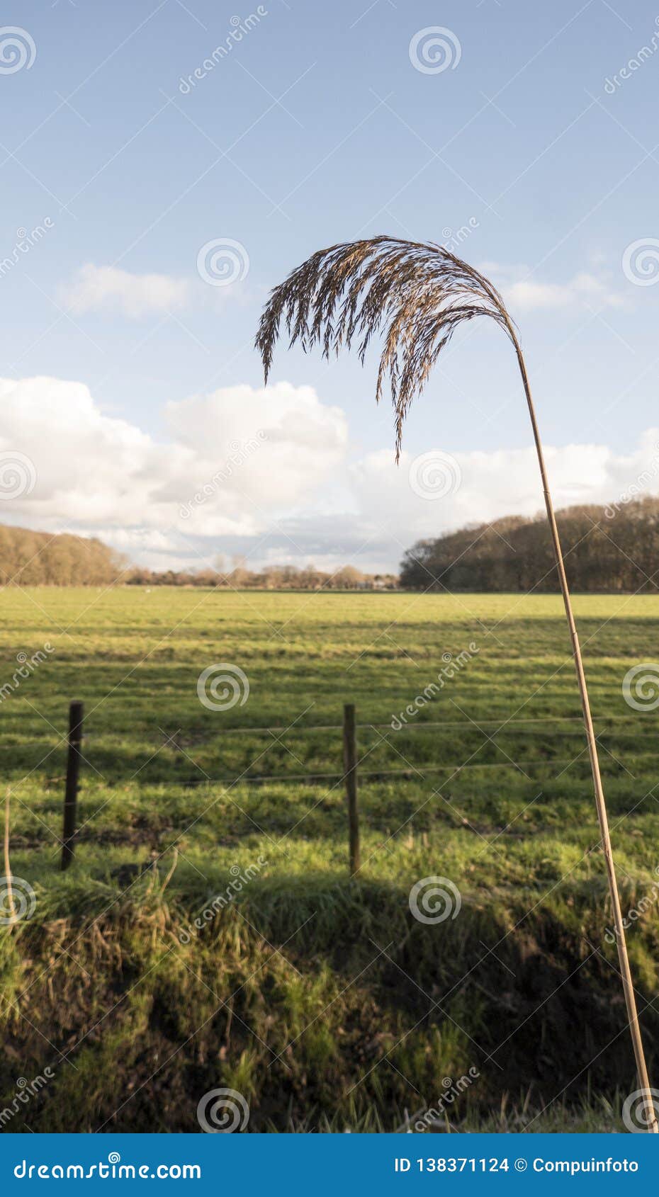 Weat Royalty-Free Stock Image | CartoonDealer.com #58220860