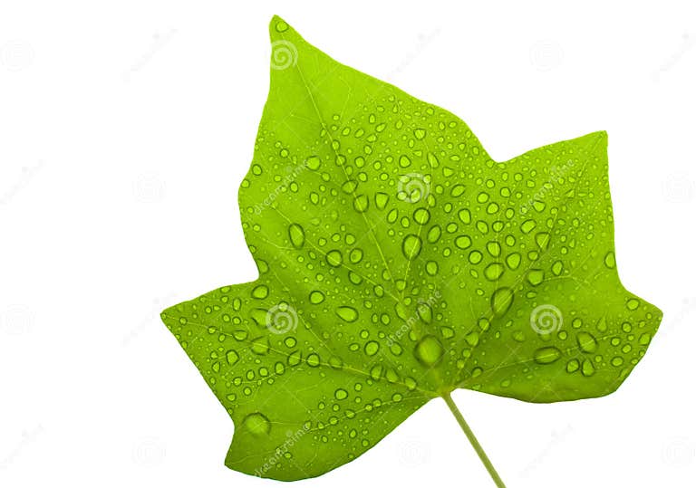 Weat leaf stock image. Image of chlorophyll, drop, fresh - 5377975